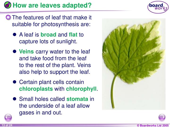 PPT - KS3 Biology PowerPoint Presentation - ID:6664156