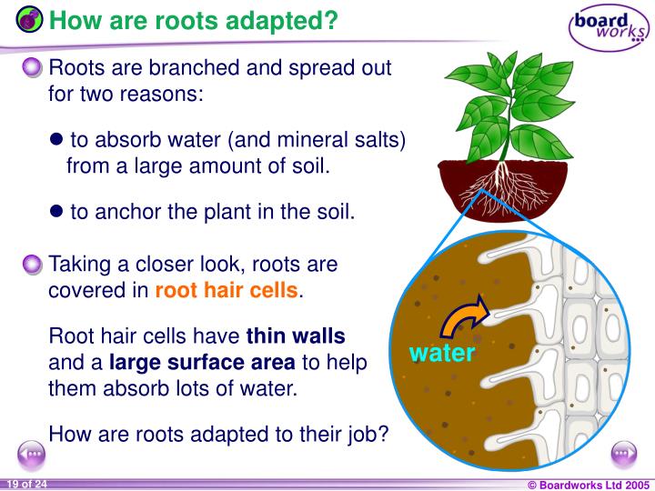 PPT - KS3 Biology PowerPoint Presentation - ID:6664156