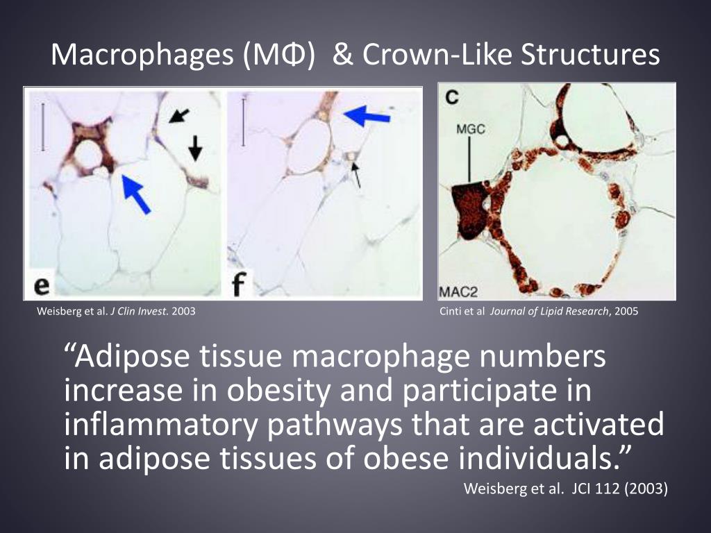 PPT - Emily C. Graff, DVM, Dipl. ACVP (clinical pathology) PowerPoint ...