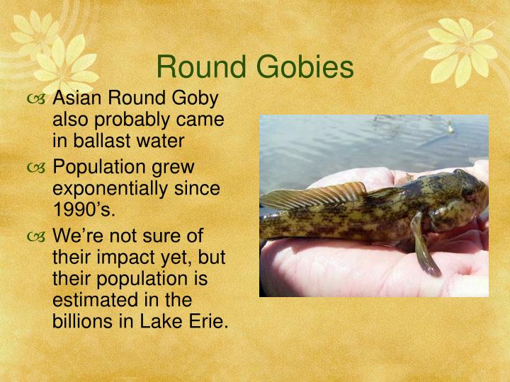 PPT - Threats to Biodiversity PowerPoint Presentation - ID:6666031