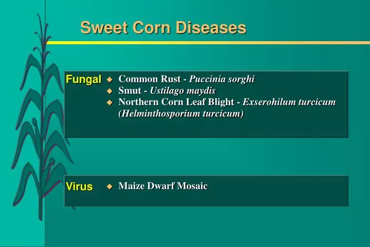 PPT - Sweet Corn Diseases PowerPoint Presentation, free download - ID ...