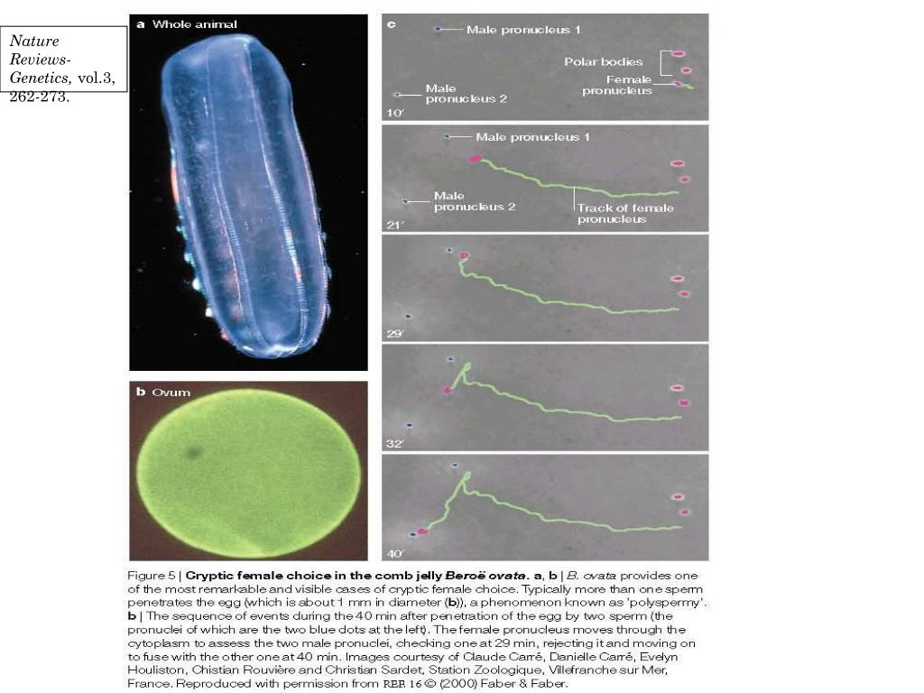 PPT - Why Sex? And Why Only in Pairs? Motty Perry Hebrew University and ...