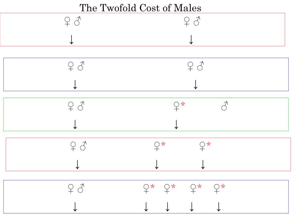 PPT - Why Sex? And Why Only in Pairs? Motty Perry Hebrew University and ...