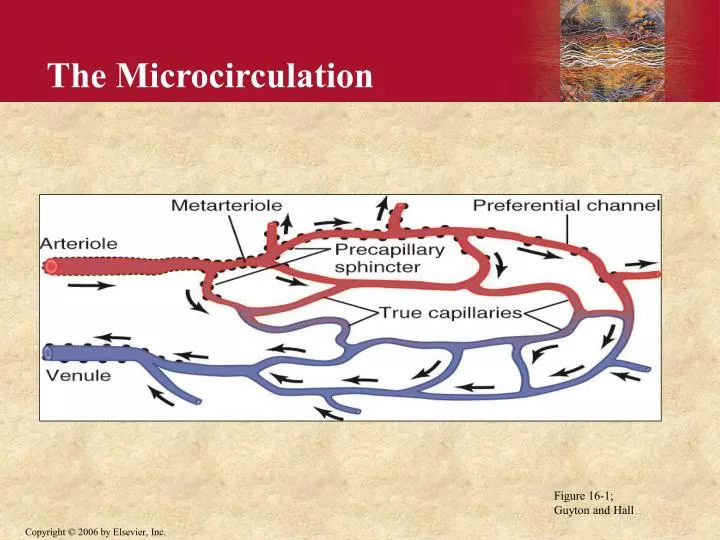 PPT - The Microcirculation PowerPoint Presentation, free download - ID ...
