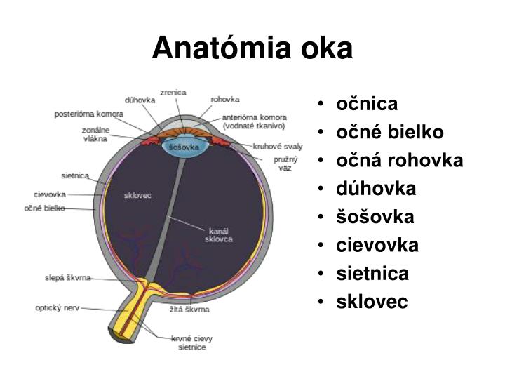 PPT - Oko PowerPoint Presentation - ID:6668764