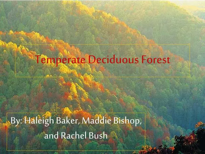 PPT - Temperate Deciduous Forest PowerPoint Presentation, free download - ID:6669282