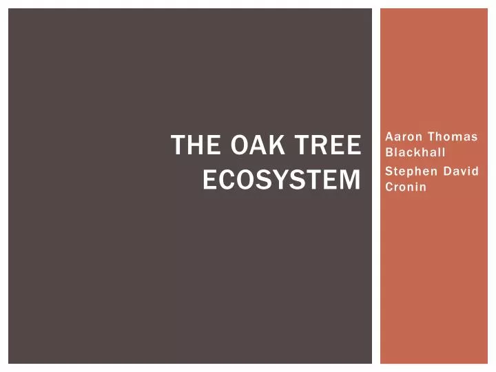 PPT - The Oak Tree Ecosystem PowerPoint Presentation, free download ...