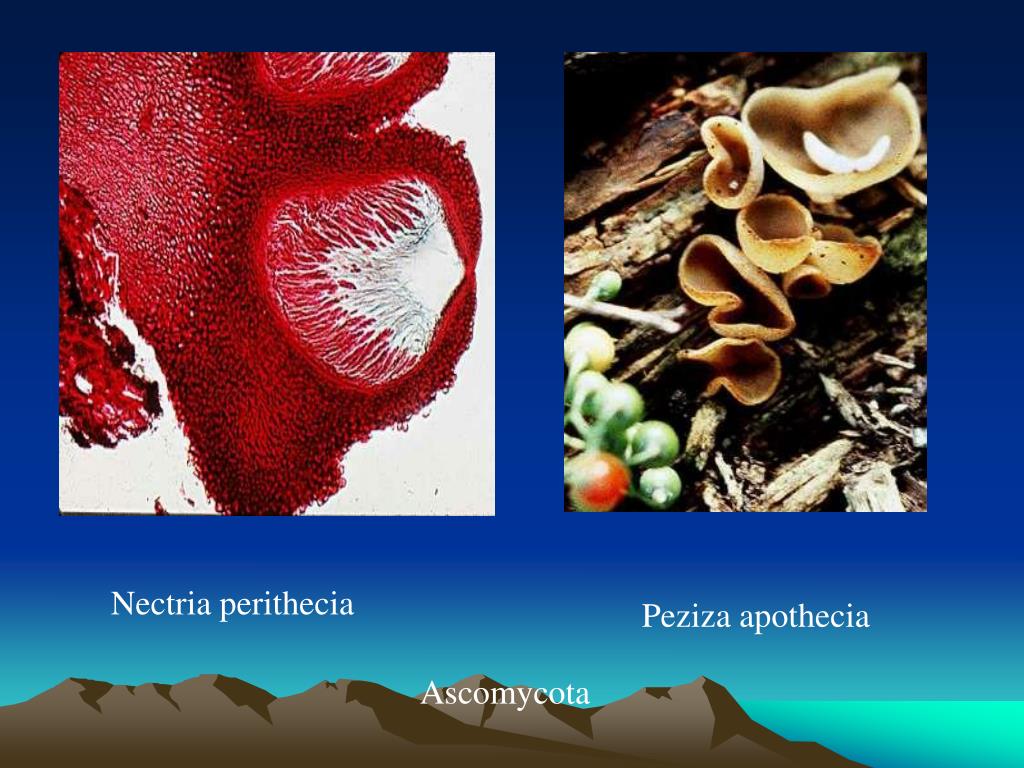 PPT - BASIC PLANT PATHOLOGY Topics What is plant pathology PowerPoint ...