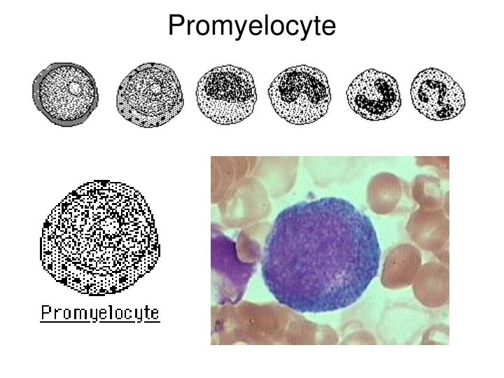 PPT - Granulopoiesis PowerPoint Presentation - ID:6670410