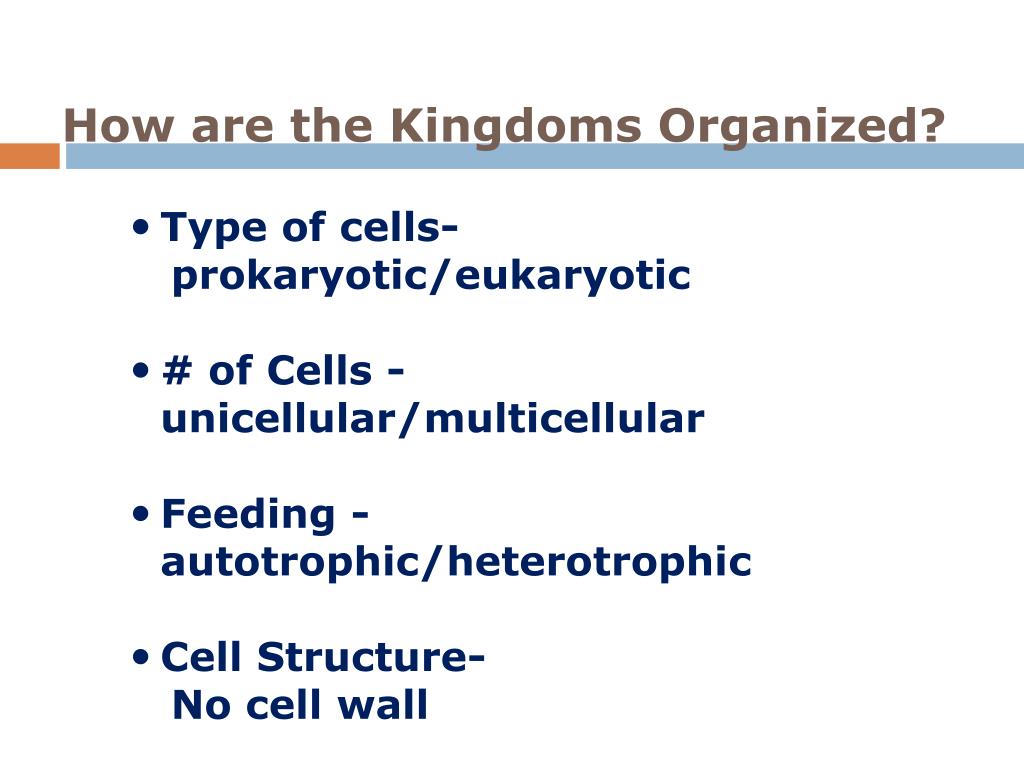 PPT - Kingdom Animalia PowerPoint Presentation, free download - ID:6670683
