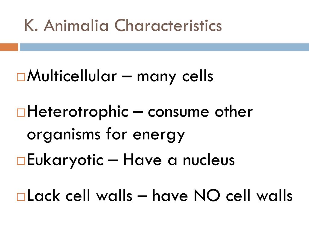 PPT - Kingdom Animalia PowerPoint Presentation, free download - ID:6670683