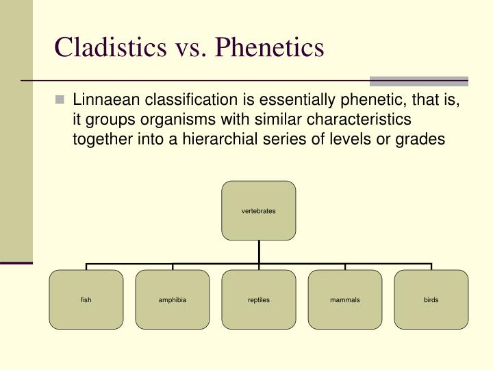 PPT - Phenetics vs. Cladistics PowerPoint Presentation - ID:6671478
