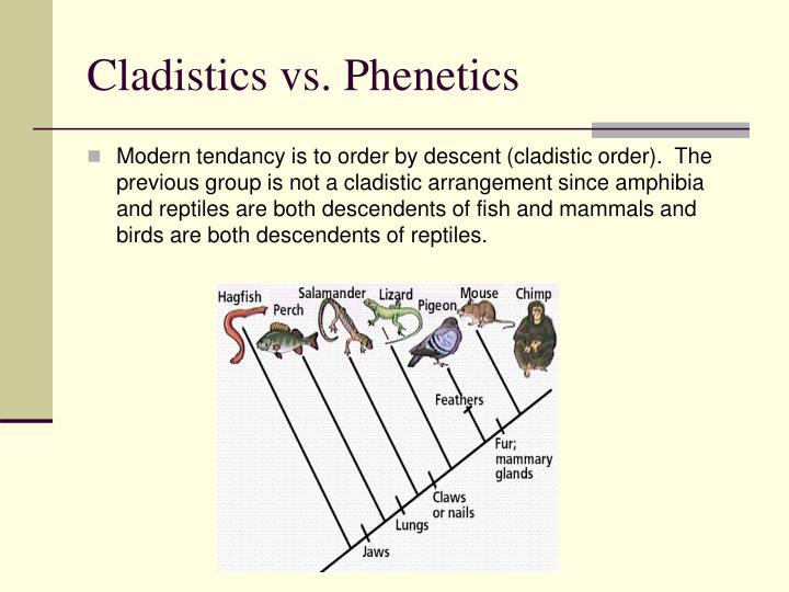 PPT - Phenetics vs. Cladistics PowerPoint Presentation - ID:6671478