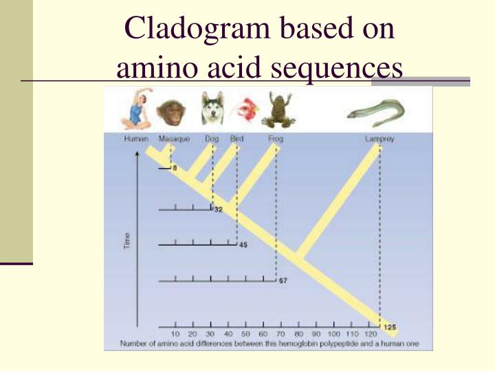 PPT - Phenetics vs. Cladistics PowerPoint Presentation - ID:6671478