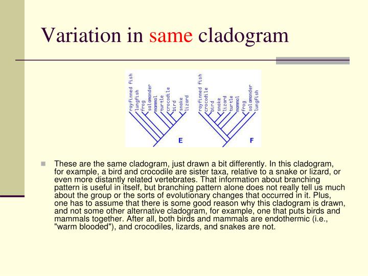 PPT - Phenetics vs. Cladistics PowerPoint Presentation - ID:6671478