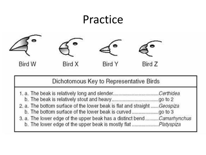 PPT - Dichotomous key practice PowerPoint Presentation - ID:6671617