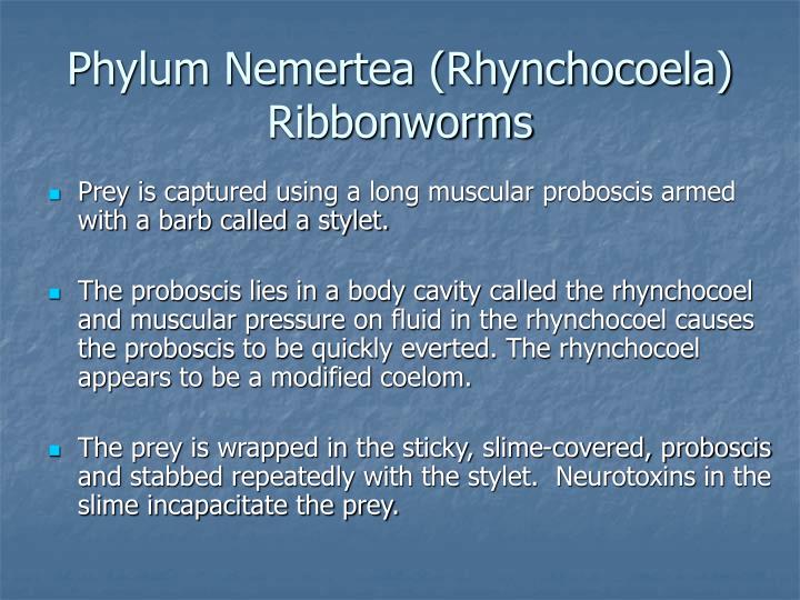 PPT - Lophotrochozoa PowerPoint Presentation - ID:6673389