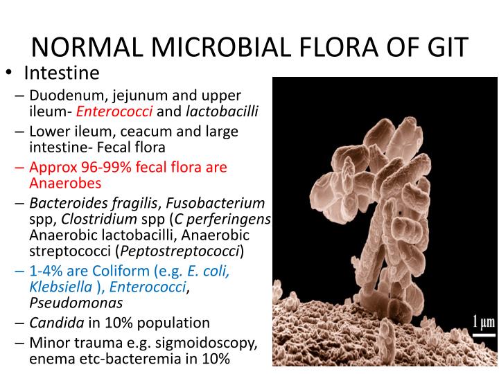 PPT - NORMAL MICROBIAL FLORA OF GIT PowerPoint Presentation - ID:6673501