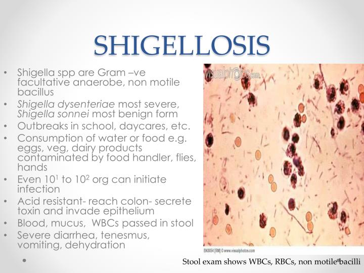 PPT - BACTERIAL INFECTIONS OF GIT PowerPoint Presentation - ID:6673527