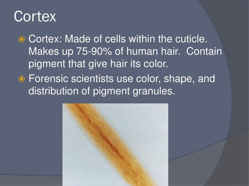 PPT - Hair Analysis PowerPoint Presentation, free download - ID:6673944