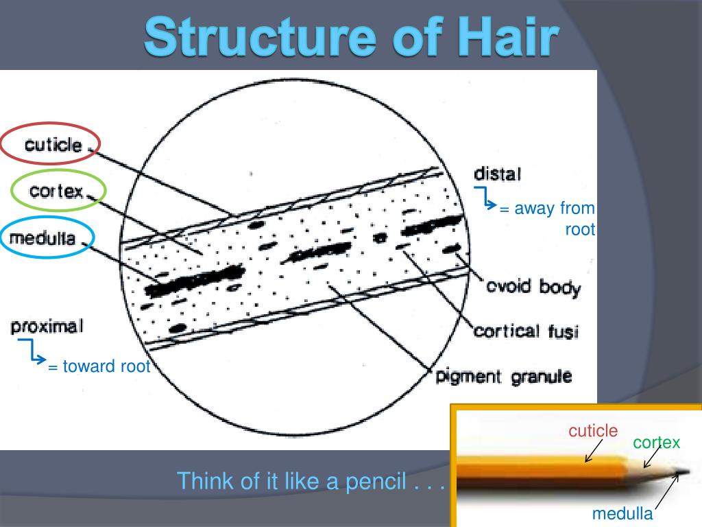 PPT - Hair Analysis PowerPoint Presentation, free download - ID:6673944