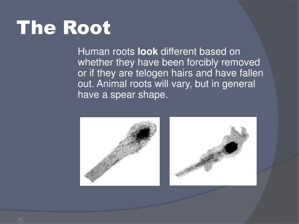 PPT - Hair Analysis PowerPoint Presentation, free download - ID:6673944