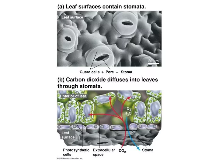 PPT - (a) Leaf surfaces contain stomata. PowerPoint Presentation, free ...
