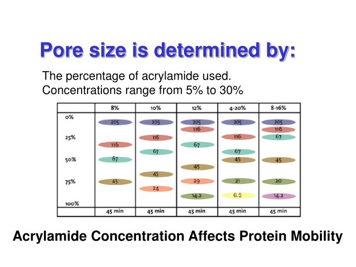 PPT - What is SDS-PAGE? PowerPoint Presentation - ID:6675524