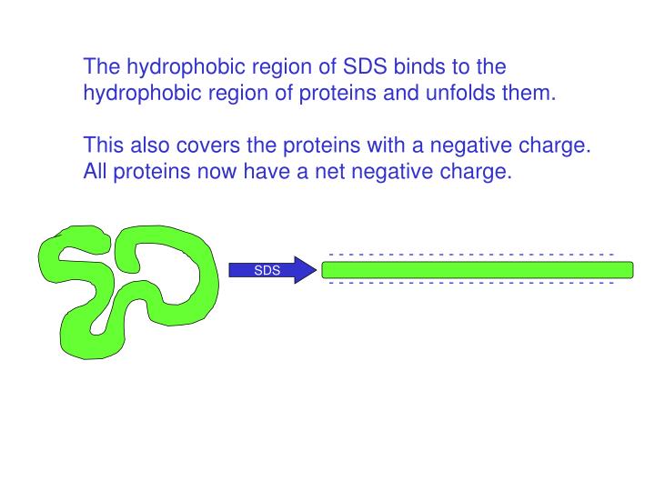 PPT - What is SDS-PAGE? PowerPoint Presentation - ID:6675524