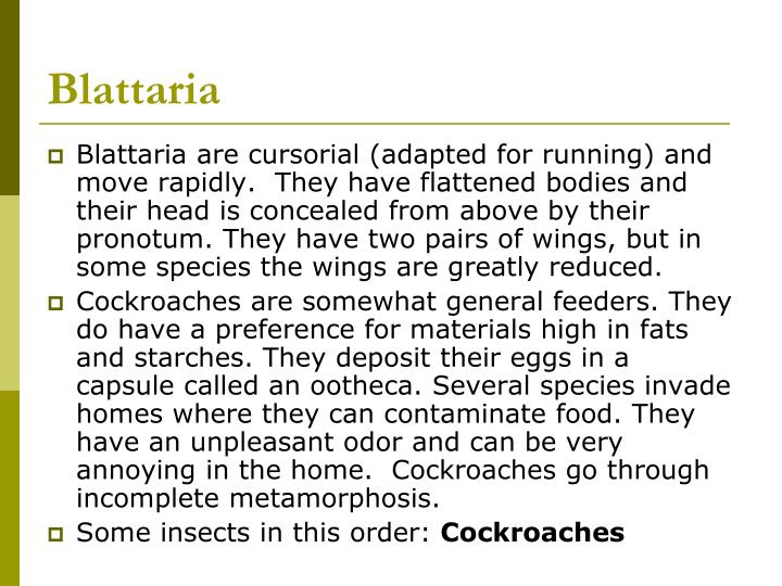 PPT - Insect Orders PowerPoint Presentation - ID:6677250