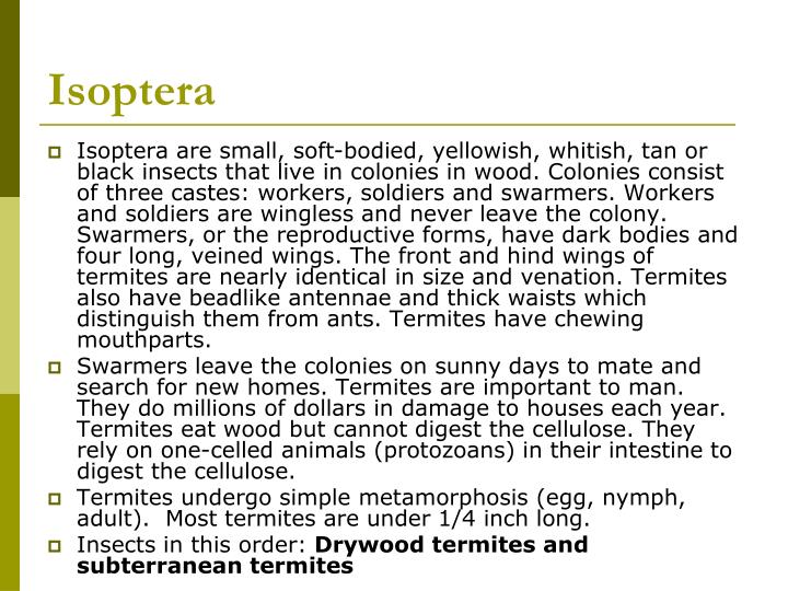 PPT - Insect Orders PowerPoint Presentation - ID:6677250