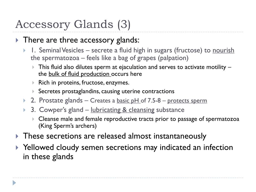 PPT - Male Reproductive Anatomy of Cattle PowerPoint Presentation, free ...