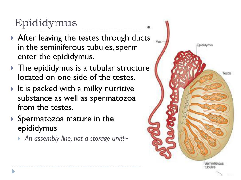 PPT - Male Reproductive Anatomy of Cattle PowerPoint Presentation, free ...
