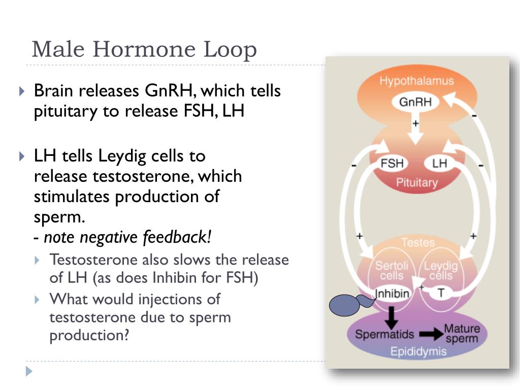 PPT - Male Reproductive Anatomy of Cattle PowerPoint Presentation, free ...