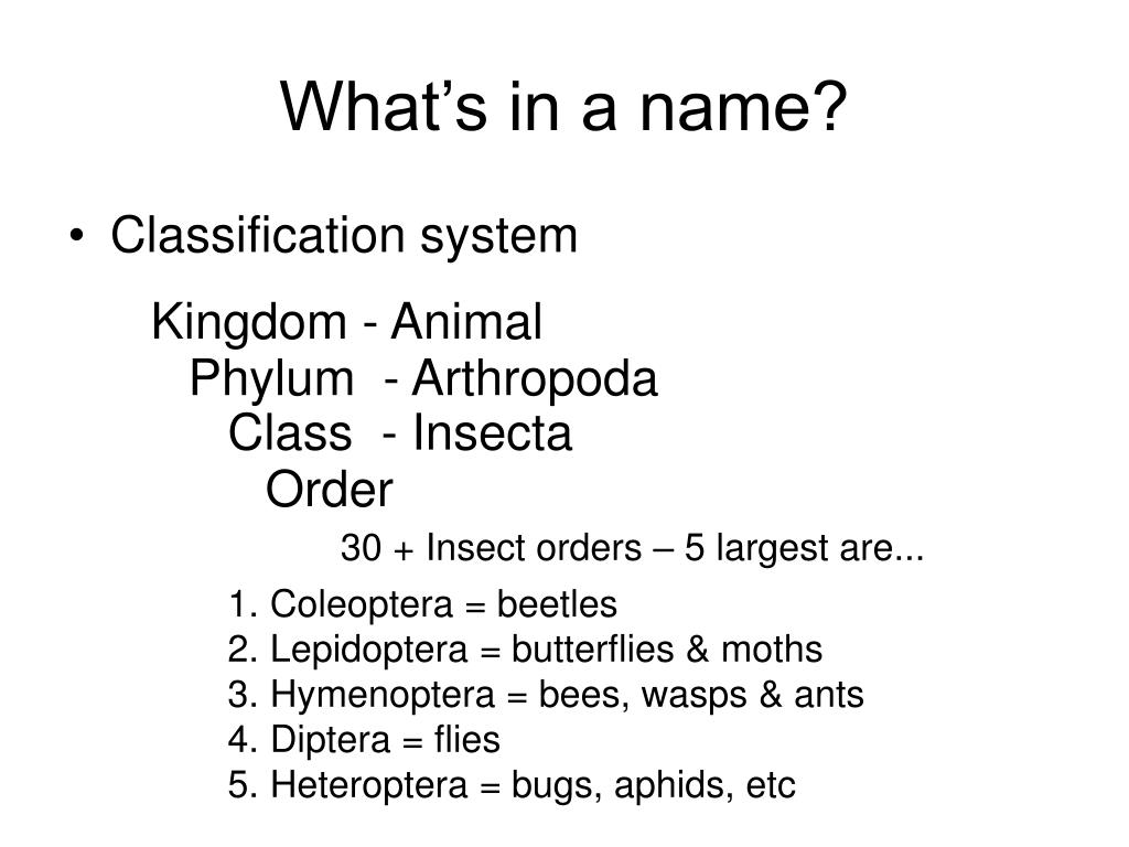 PPT - The Fascinating World of Honey Bees: A Classification and ...