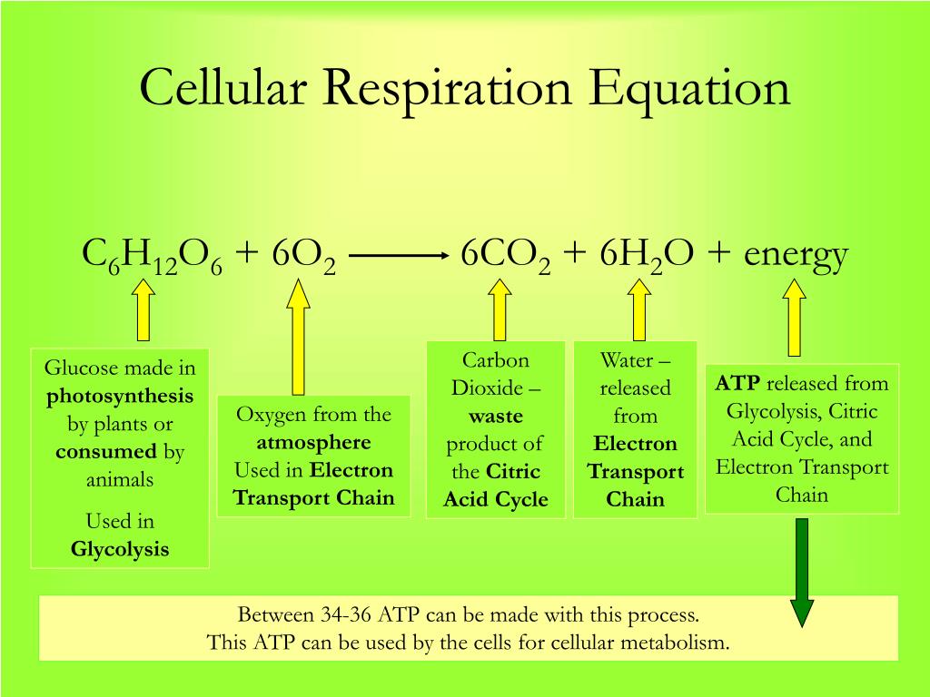 PPT - Photosynthesis and Cellular Respiration PowerPoint Presentation ...