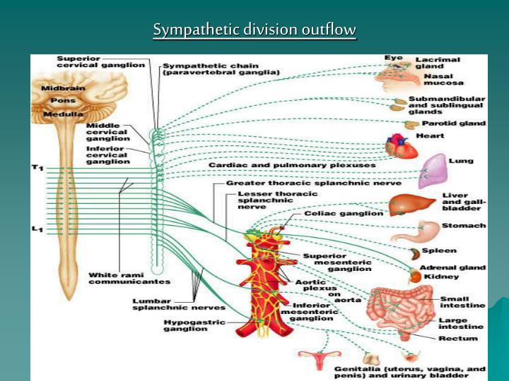 PPT - THE AUTONOMIC NERVOUS SYSTEM (ANS) PowerPoint Presentation - ID ...