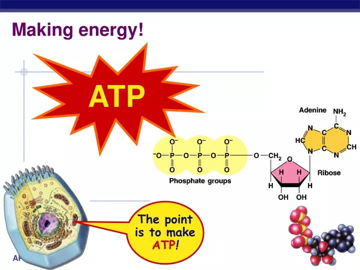 PPT - ATP PowerPoint Presentation, free download - ID:6679465