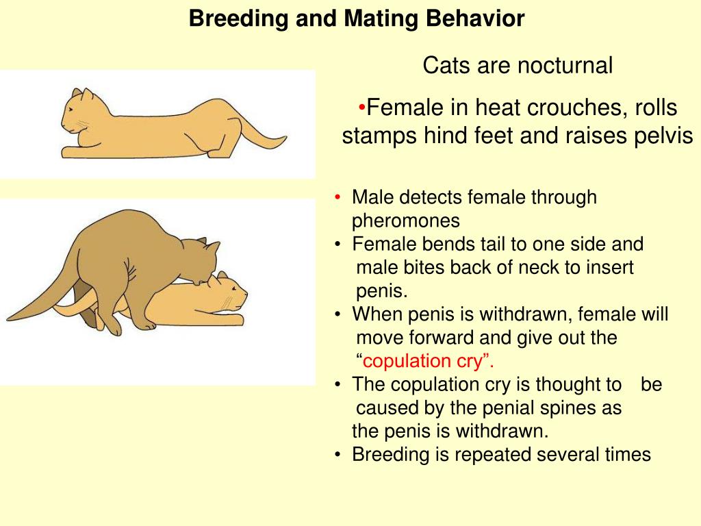 Ppt Reproduction In The Cat Powerpoint Presentation Free Download