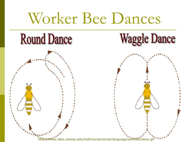 PPT - The Honey Bee by Samuel PowerPoint Presentation - ID:6680093