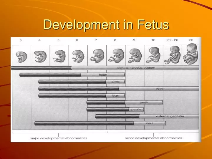 PPT - Development in Fetus PowerPoint Presentation, free download - ID ...