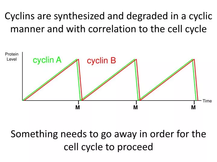 PPT - Cyclins are synthesized and degraded in a cyclic manner and with ...