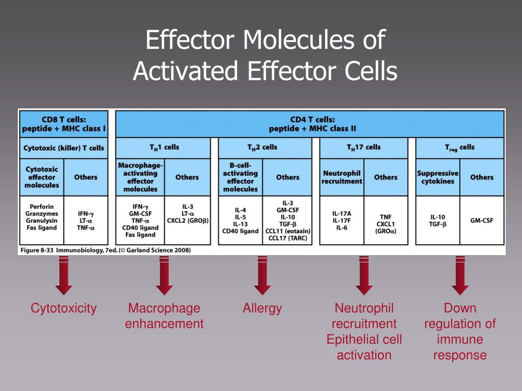 PPT - MICR 304 Immunology & Serology PowerPoint Presentation, free ...