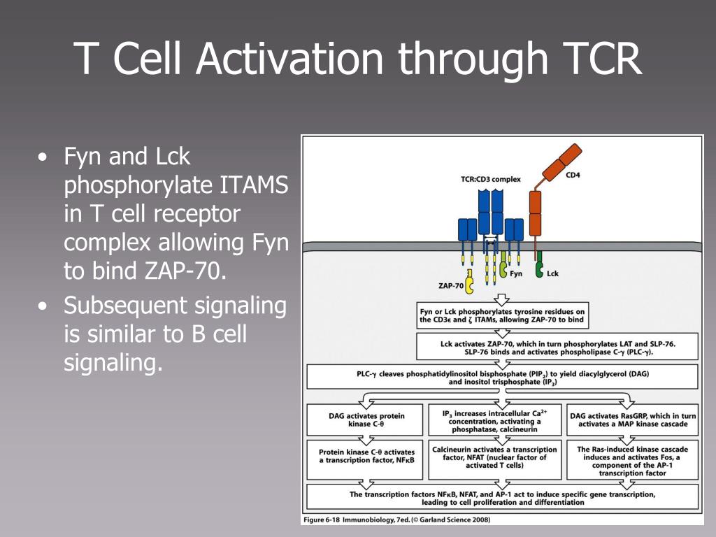 PPT - MICR 304 Immunology & Serology PowerPoint Presentation, free ...