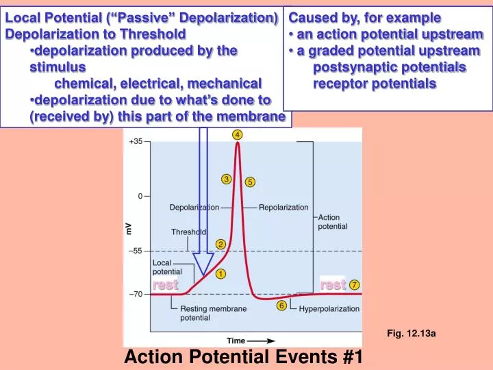 PPT - Local Potential (“Passive” Depolarization) Depolarization to ...