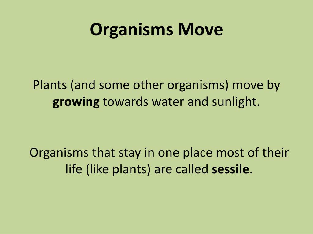PPT - Characteristics of Living Things PowerPoint Presentation, free ...