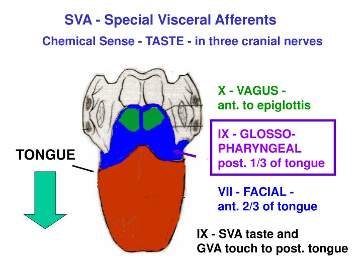 PPT - OUTLINE I. GLOSSO-PHARYNGEAL NERVE II. HITCHHIKING FIBERS ...