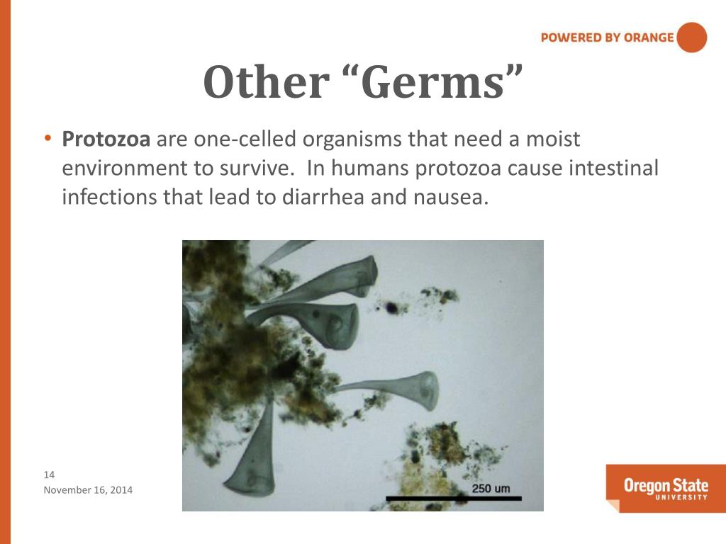 PPT - Animal Pails and Microbe Tales- The Happy Ending is up to You ...