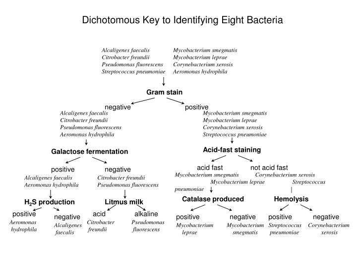 PPT - Table of Characteristics for Eight Bacteria PowerPoint ...