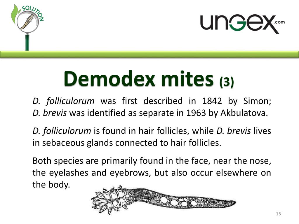 PPT - AGENDA FOR HAIR MITES TREATMENT PowerPoint Presentation, free ...